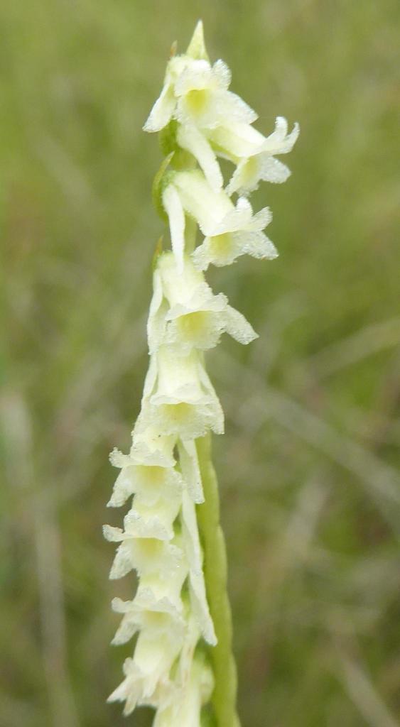 Spiranthes brevilabris floridana in April 2017 by Edwin Bridges ...