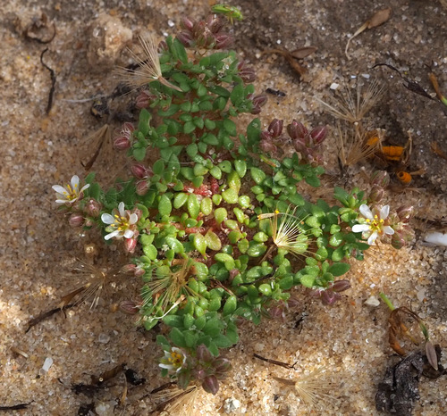 Polycarpon succulentum · iNaturalist