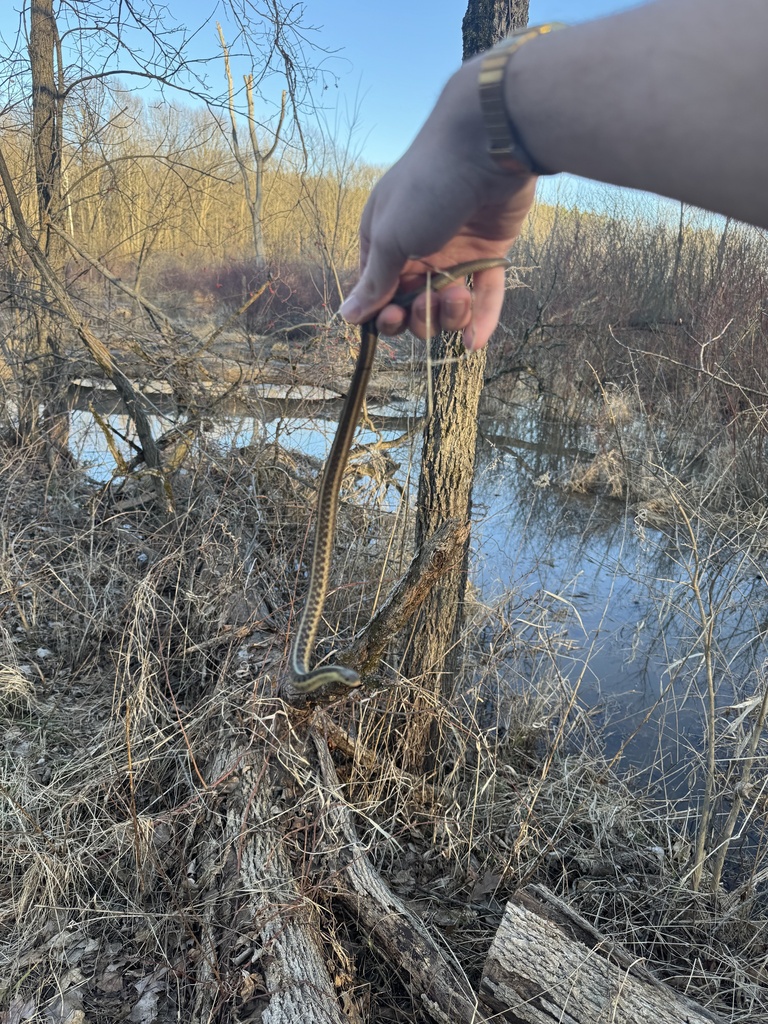 Common Garter Snake from Rose Lake State Wildlife Research Area, East ...
