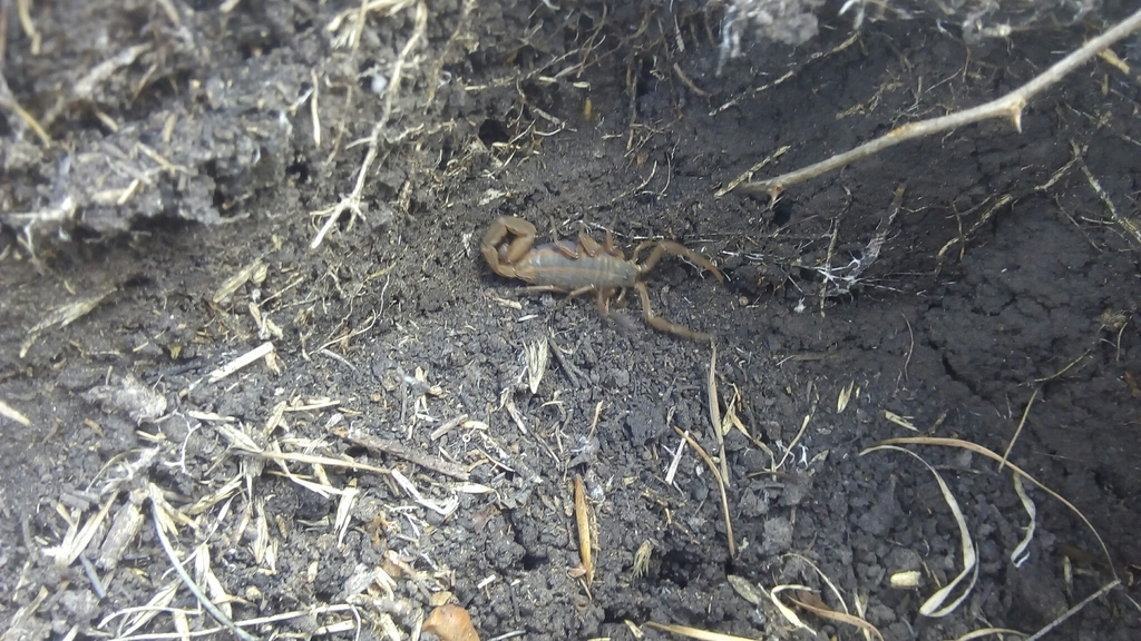 Centruroides ornatus from Salvatierra, Gto., México on February 26 ...