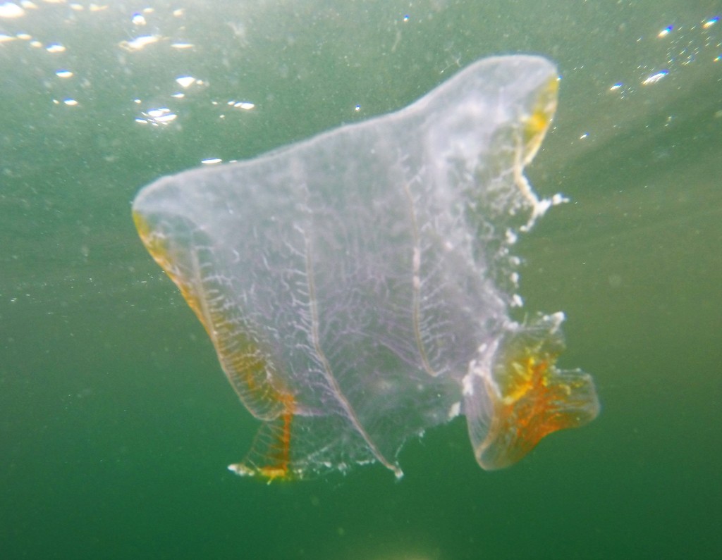 Winged Pocket Comb Jelly from Manly, NSW, Australia on December 24 ...