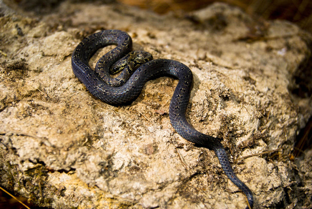 Culebra minadora tarasca (Serpientes de Jalisco) · iNaturalist