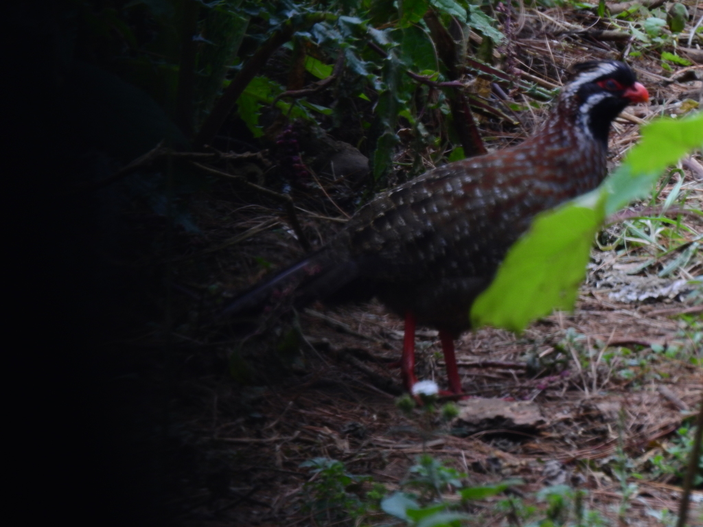 Long-tailed Wood-Partridge from Michoacán, MX on February 22, 2020 by ...
