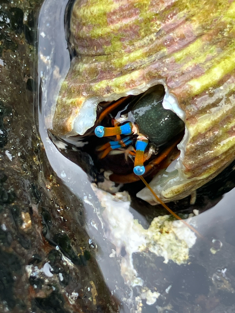 Left-handed Hermit Crab from Anini Rd, Kalihiwai, HI, US on March 9 ...