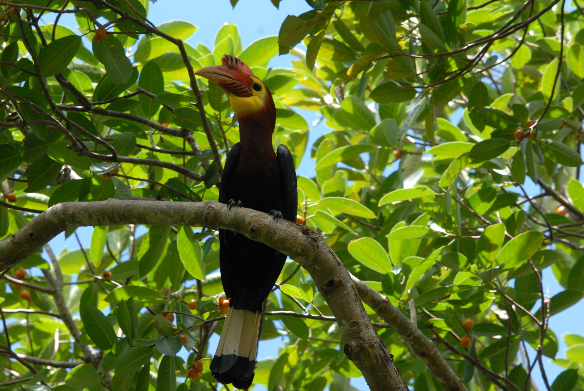 Writhed Billed Hornbill (aceros Waldeni)
