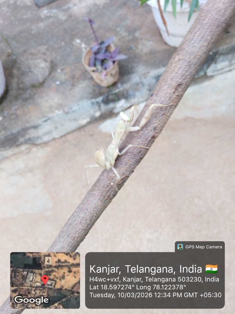 Hierodula tenuidentata from H4WC+VXF, Kanjar, Mugpal, Telangana 503230 ...