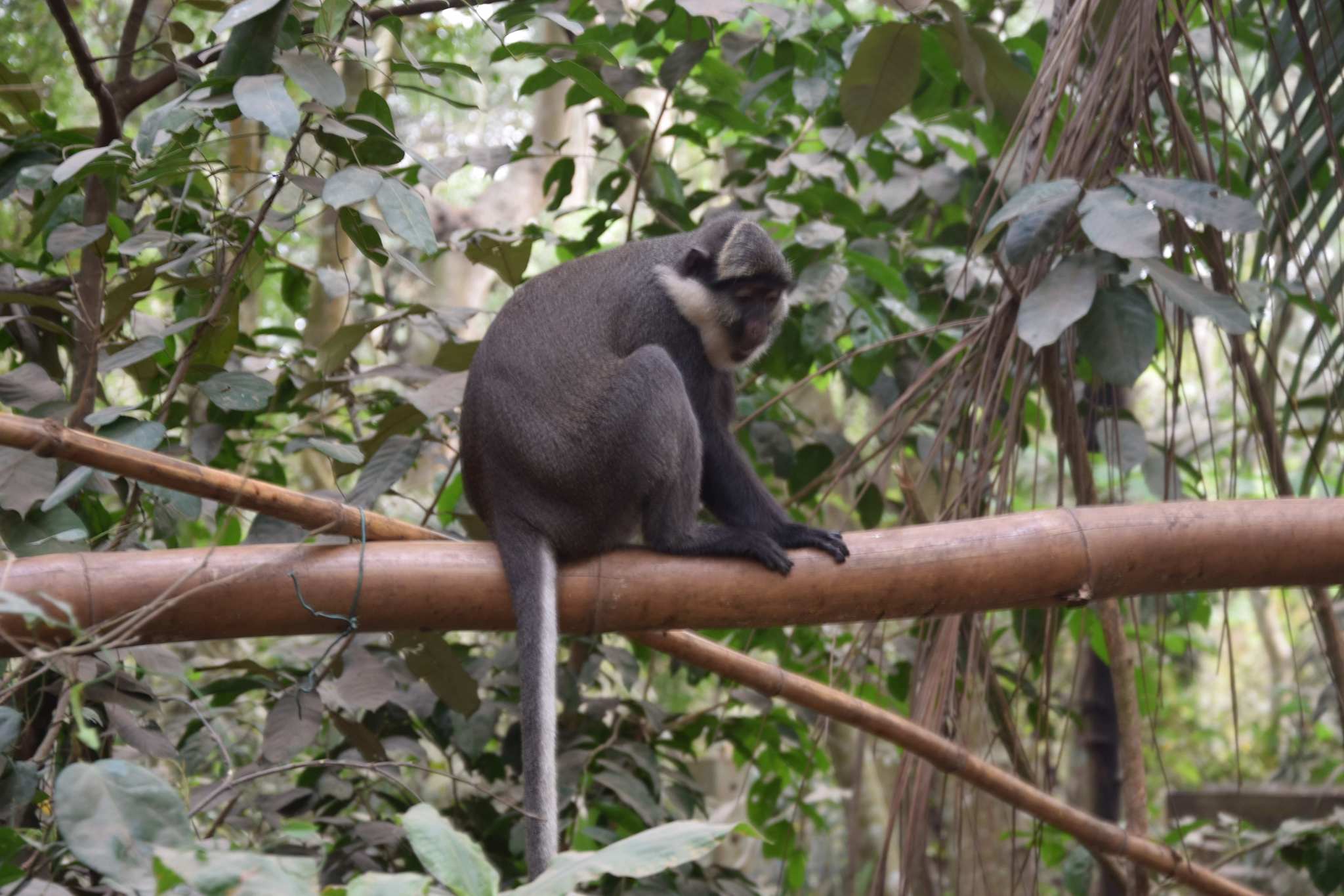 Cercopithecus erythrogaster Gray, 1866