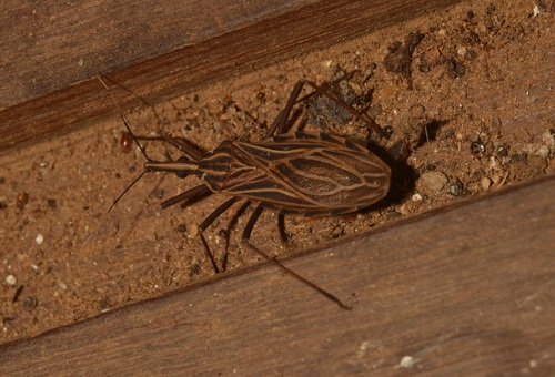 Rhodnius robustus · iNaturalist Ecuador