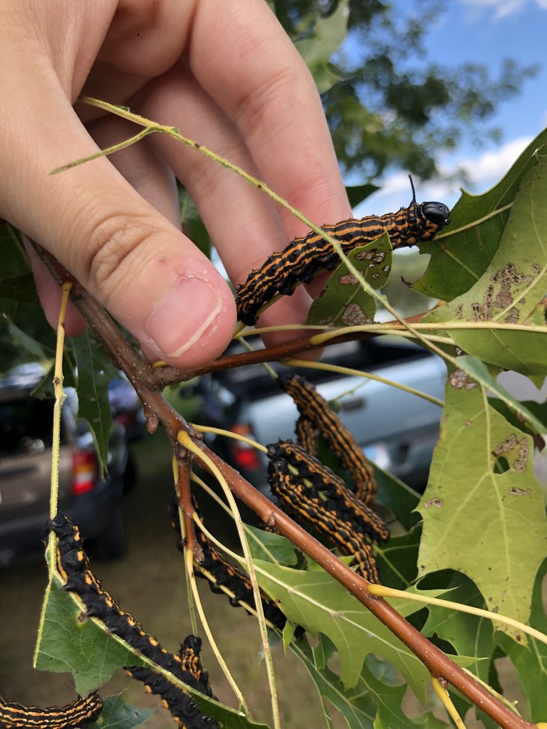 Orange-tipped Oakworm Moth from Wasserman Way, Newtown, CT, US on ...