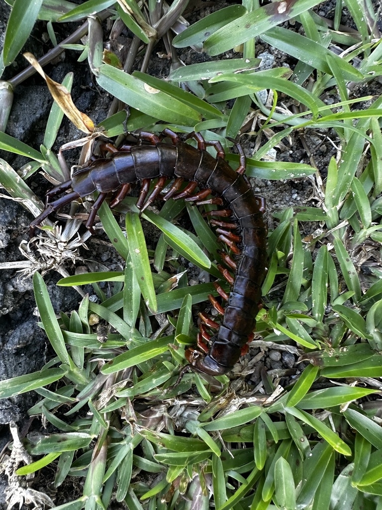 Pacific Giant Centipede from Mahé, Beau Vallon, SC on March 9, 2026 at ...