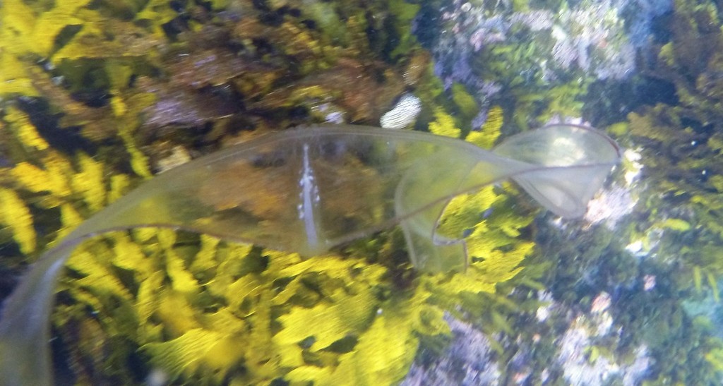 Venus' Girdle (Jellyfish of the Cape Fear Region, NC) · iNaturalist