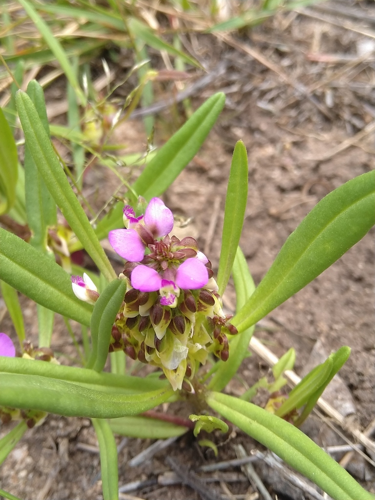 Polygala welwitschii (Polygala species of Mpumalanga and Limpopo ...