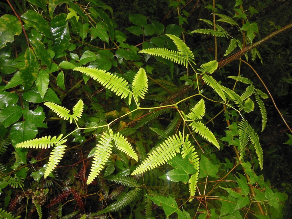 Samambaia-de-barranco (Florianopolis - Top 200 species - Most ...