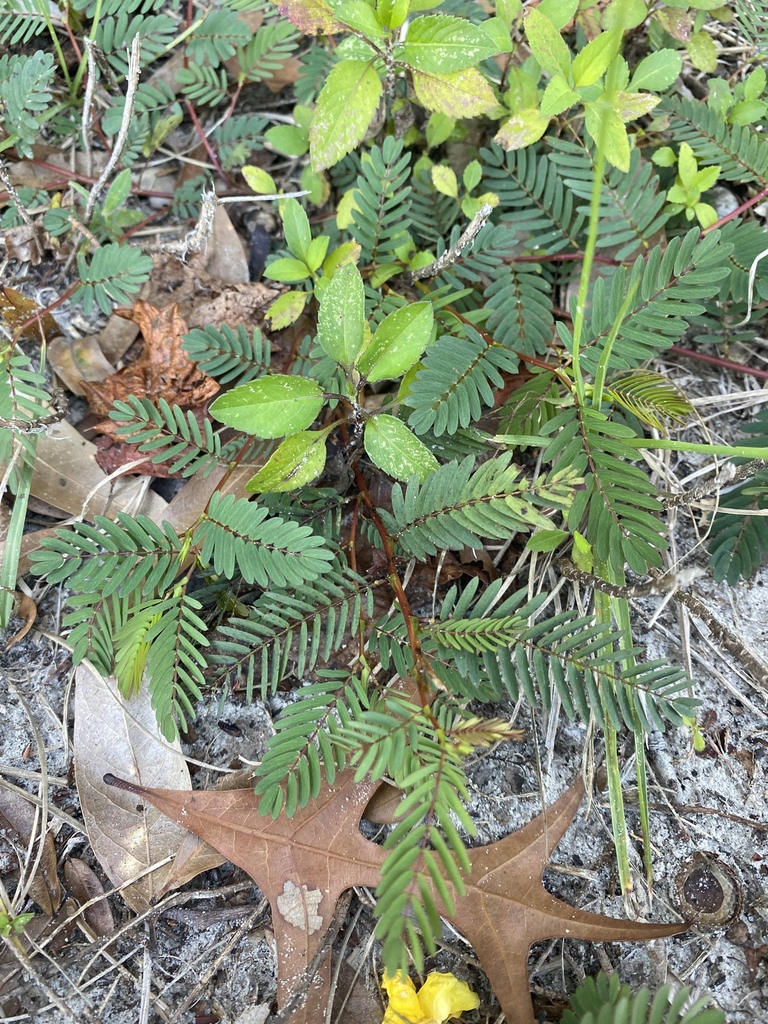 sensitive plants from University of South Florida, Tampa, FL, US on ...