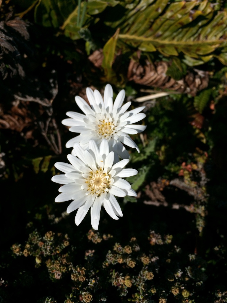 Vanilla Daisy from East Falkland, Falkland Islands, FK on December 19, 2017 at 06:37 AM by ...
