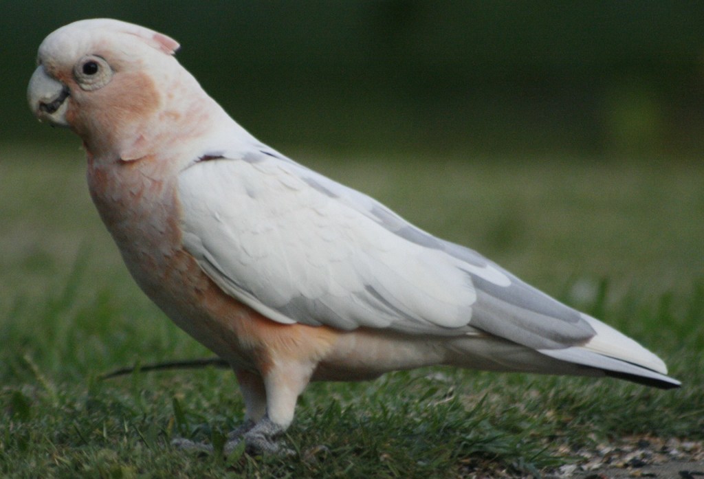 Little Corella × Galah (Cacatua sanguinea × Eolophus roseicapilla ...