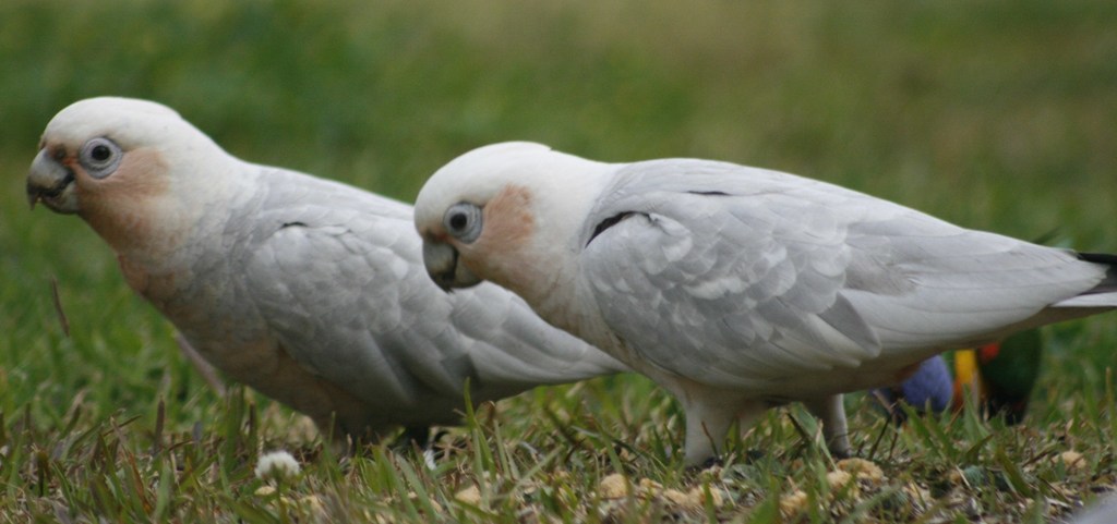 Little Corella × Galah (Cacatua sanguinea × Eolophus roseicapilla ...