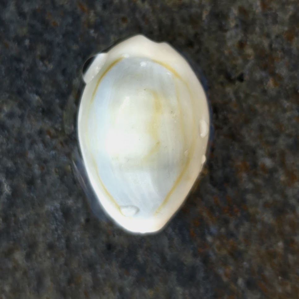 Gold Ring Cowry in March 2026 by Ivan Hinkson · iNaturalist