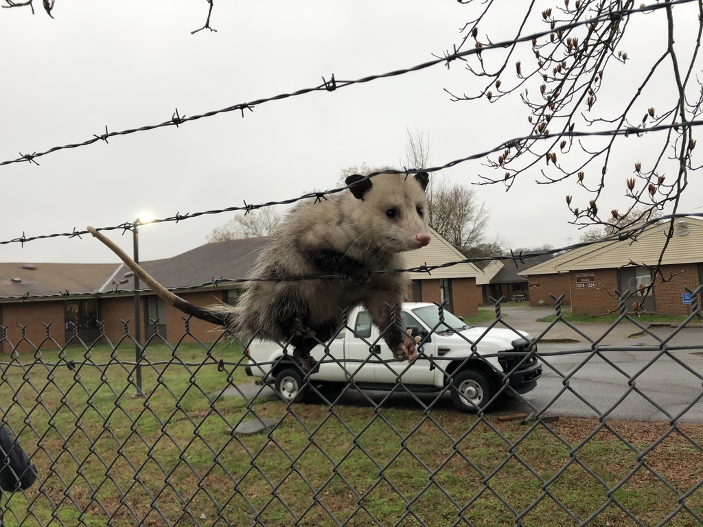 Large American Opossums (Didelphis) - Know Your Mammals