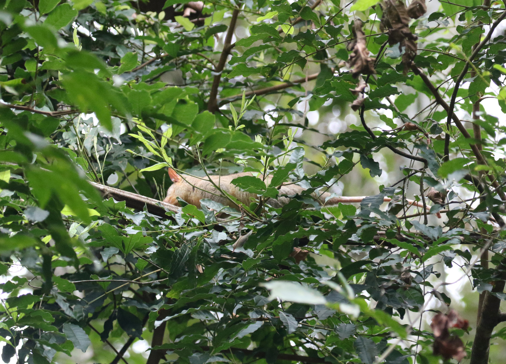 Caluromys philander (Linnaeus, 1758)