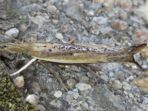 Ypsolopha nigrimaculata · iNaturalist