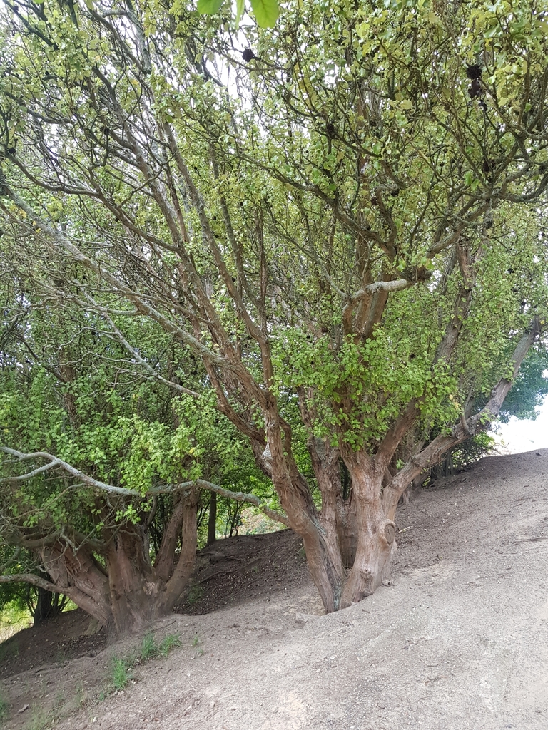 Akiraho from Otago 9400, New Zealand on February 27, 2020 at 12:50 PM ...