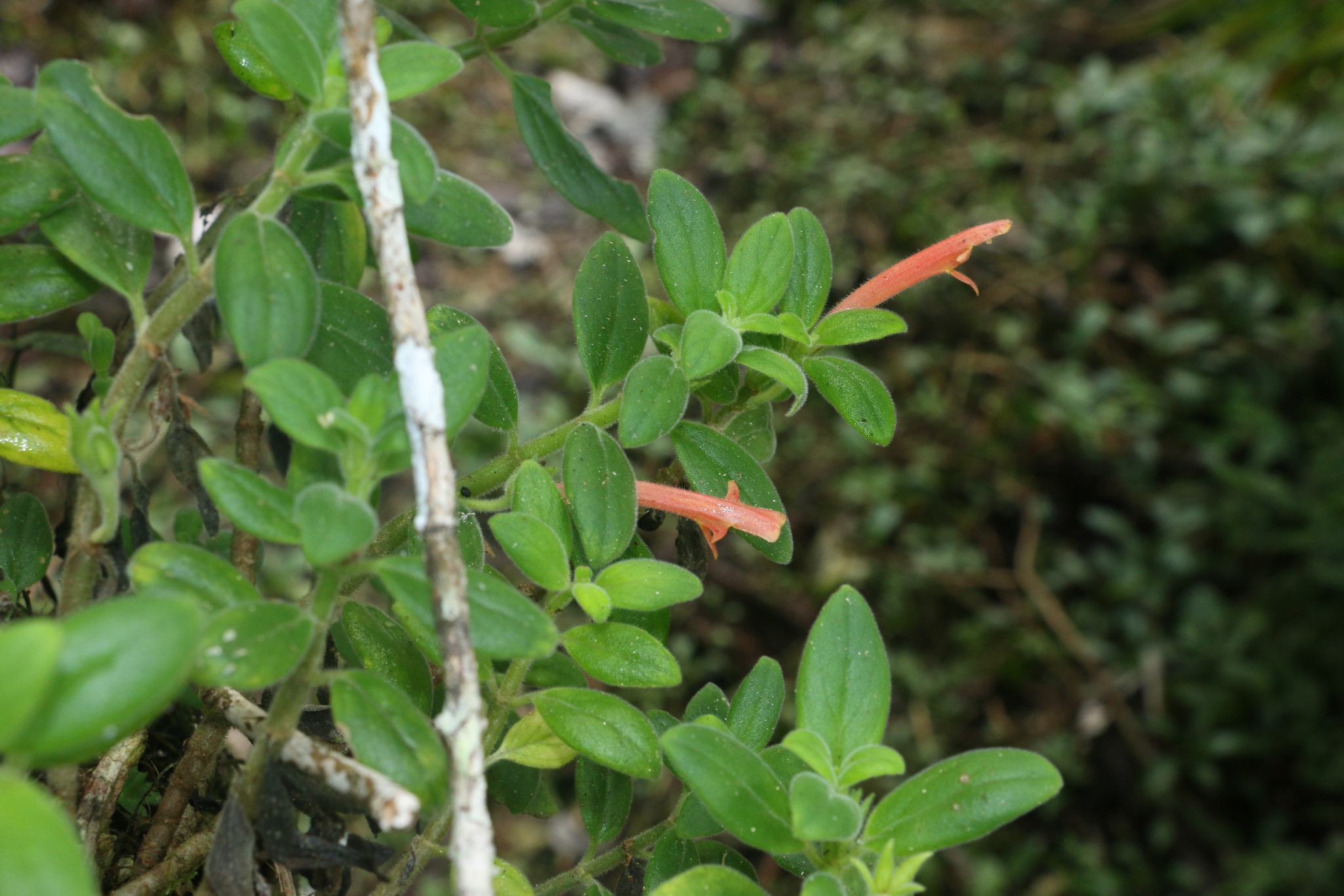 Columnea scandens L.