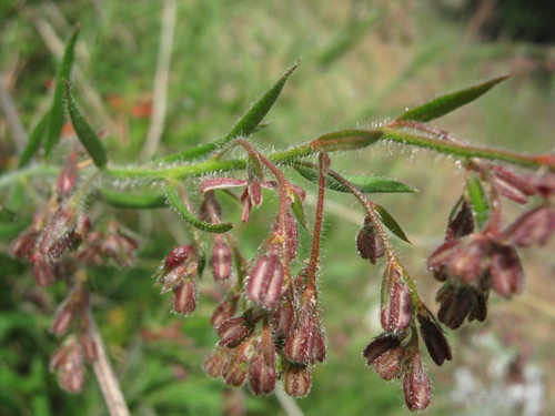 Gonocarpus elatus · iNaturalist Mexico