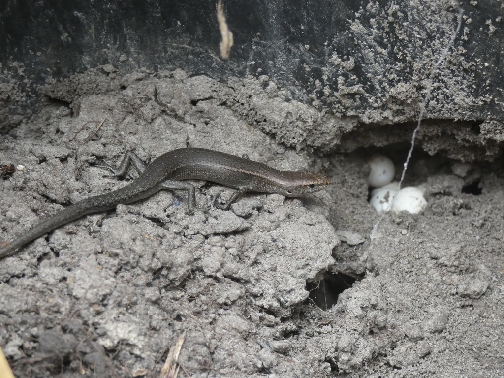 Delicate Garden Skink from Riverlands, New Zealand on January 04, 2019 ...