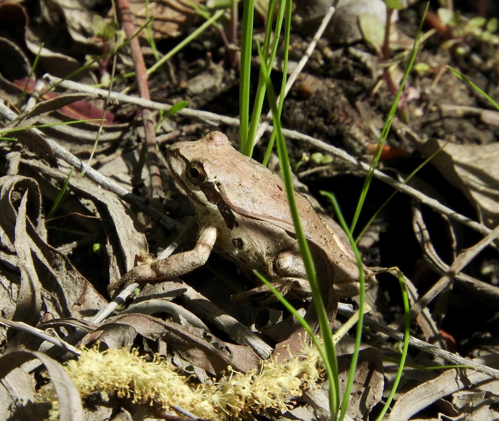 Baja California Tree Frog from San Bernardino County, CA, USA on April ...