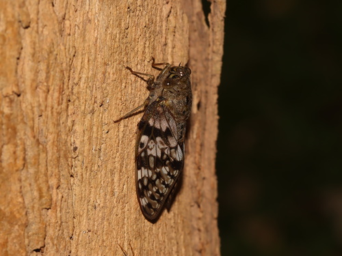 Observations by ian_dugdale · iNaturalist