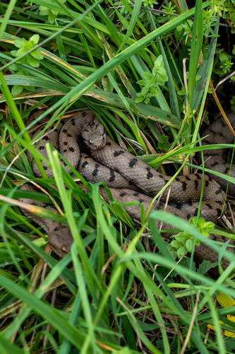 Vipers (Viperidae) - Snakes and Lizards