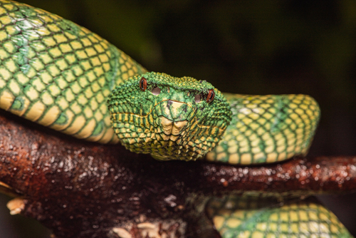 Vipers (Viperidae) - Snakes and Lizards