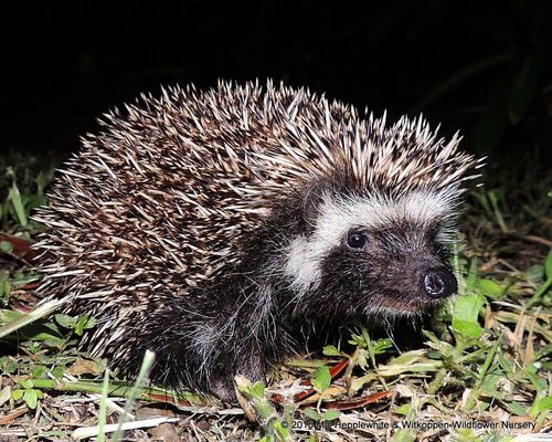 Southern Hedgehog (Subspecies Atelerix frontalis frontalis) · iNaturalist