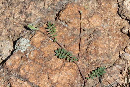 Observations by kyle_campbell1 · iNaturalist