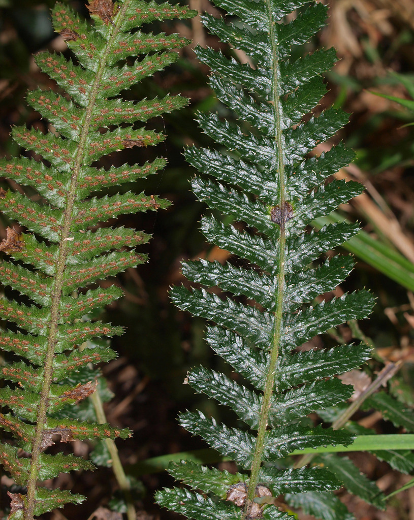 Rasp fern (Plants of Tiritiri Matangi ) · iNaturalist