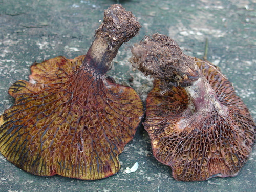 Gyrodon cupreus · iNaturalist