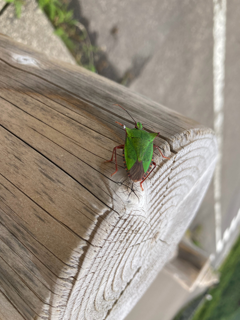 Japanese Stink Bug from Shiretoko Odan Road, Rausu, Hokkaido, JP on ...