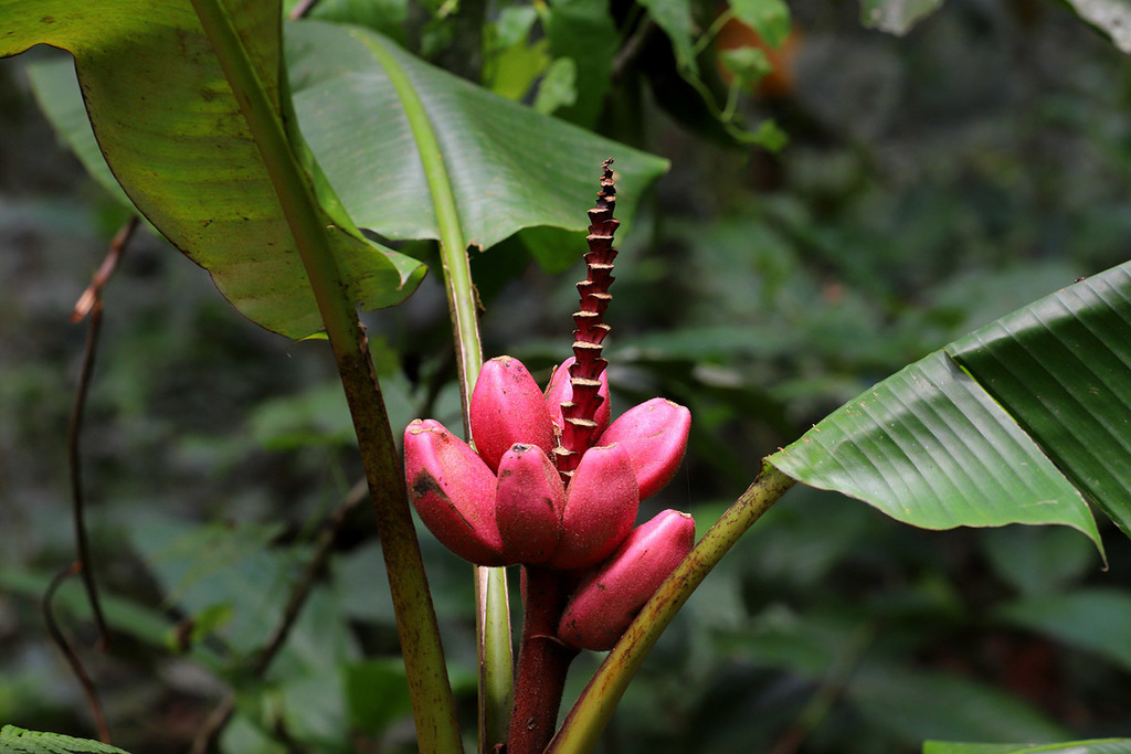 Banana Family (Musaceae) - Botanical Realm