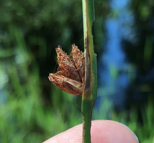 Three-Square Bulrush (Plants of Cherry Creek State Park) · iNaturalist