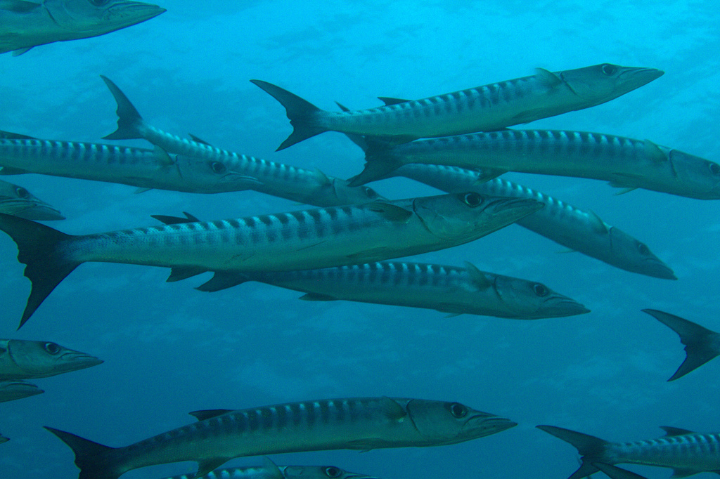Blackfin Barracuda (Sphyraena qenie) - Marine Life Identification