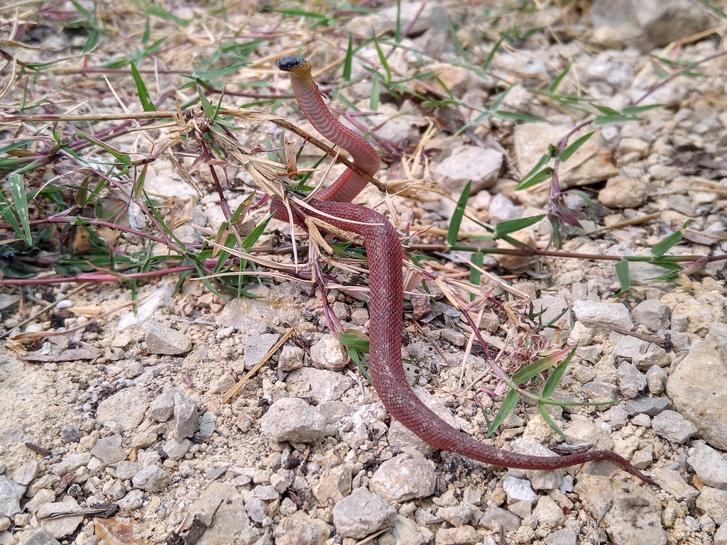 Red Coffee Snake from Comitán de Domínguez, Chis., México on February ...