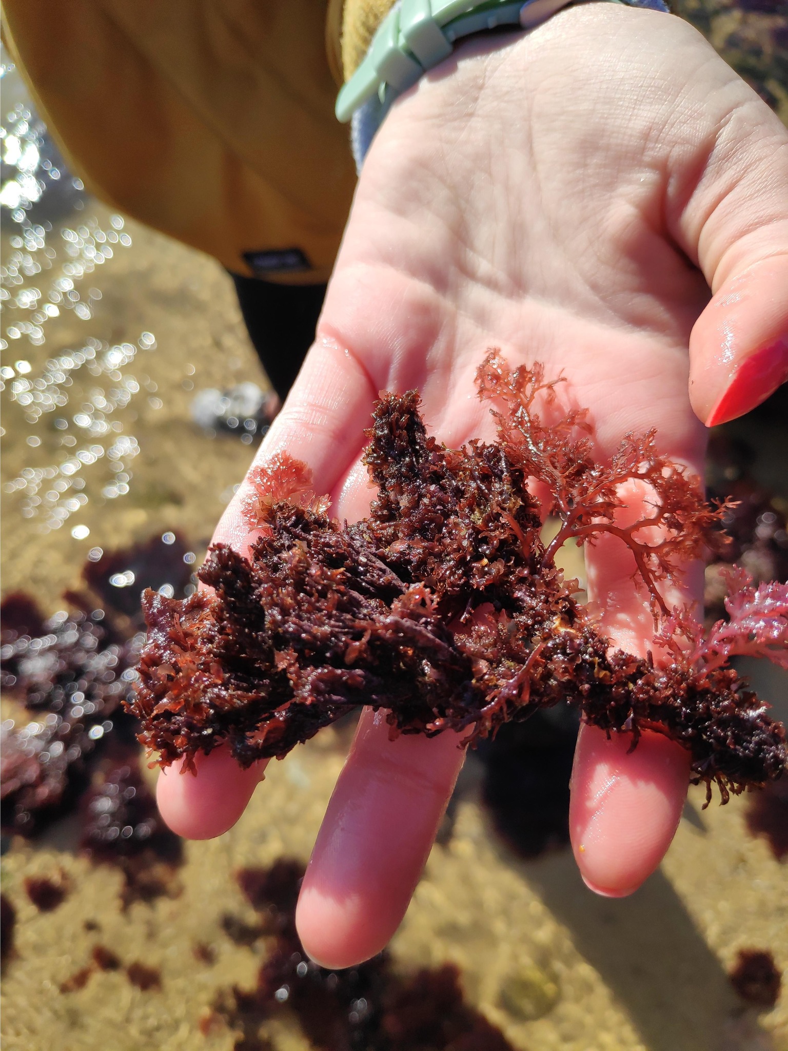 Halopithys incurvus (Huds.) Batters