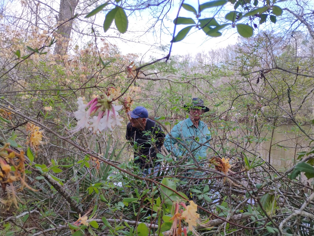 Orange Azalea from North Northwest Pensacola, FL, USA on March 10, 2026 ...