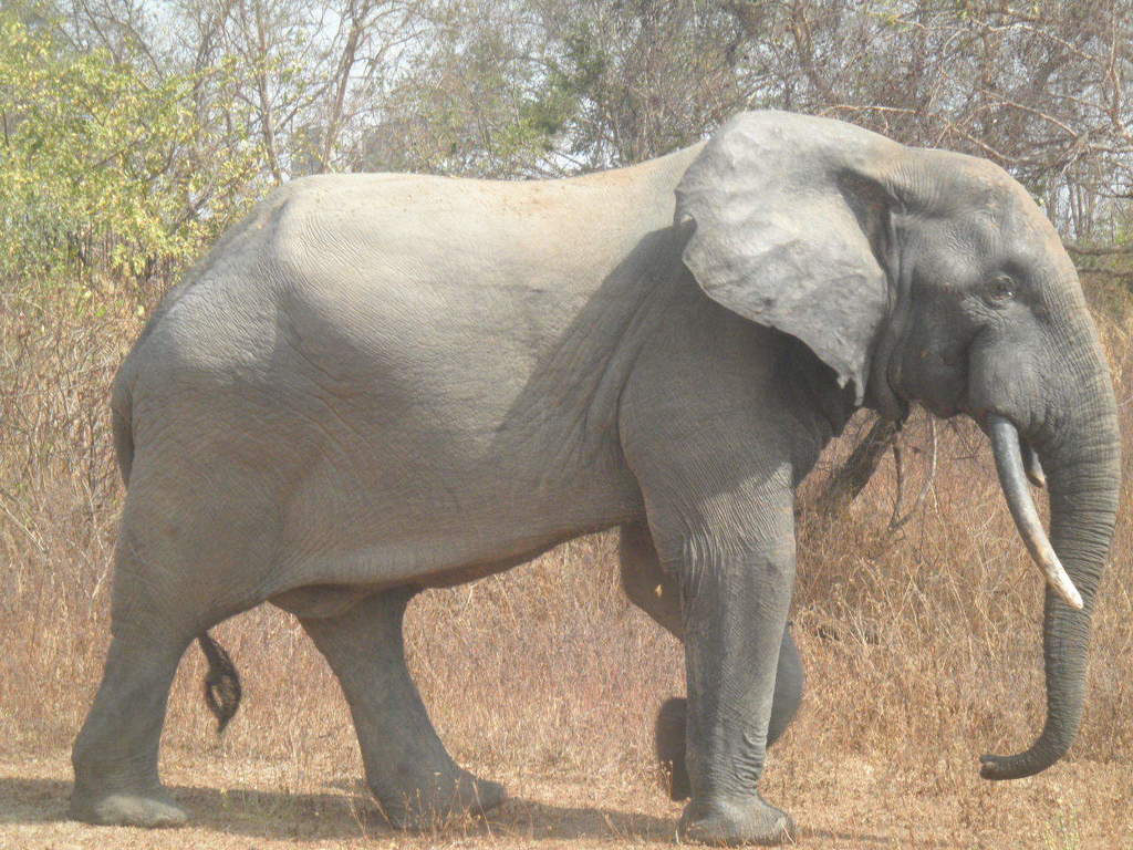 Elefante Africano de Sabana × de Bosque (Hibrid mammals) · iNaturalist