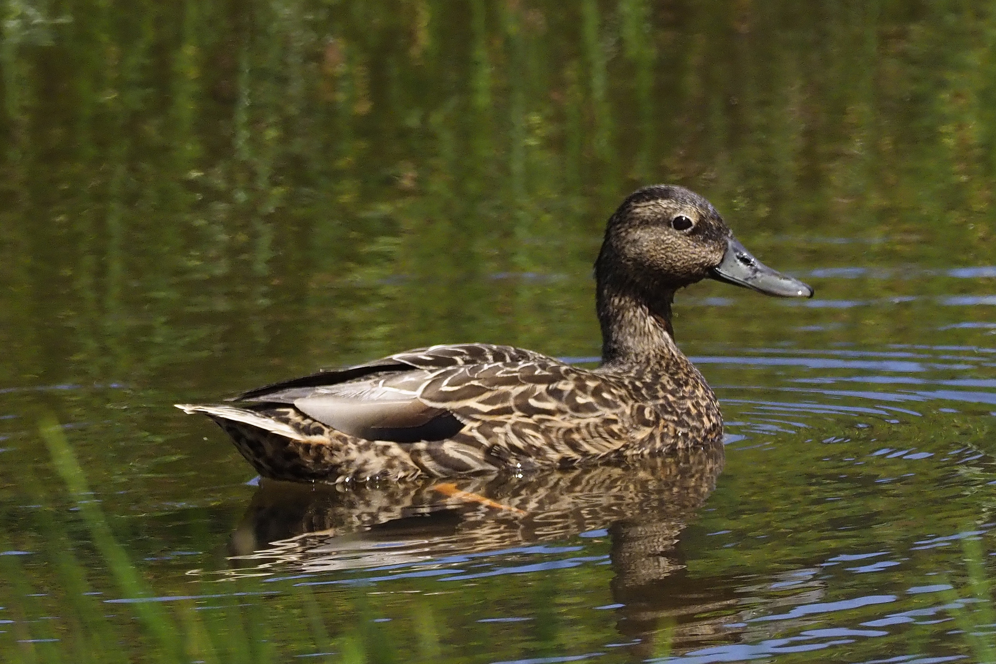 Koloa Duck