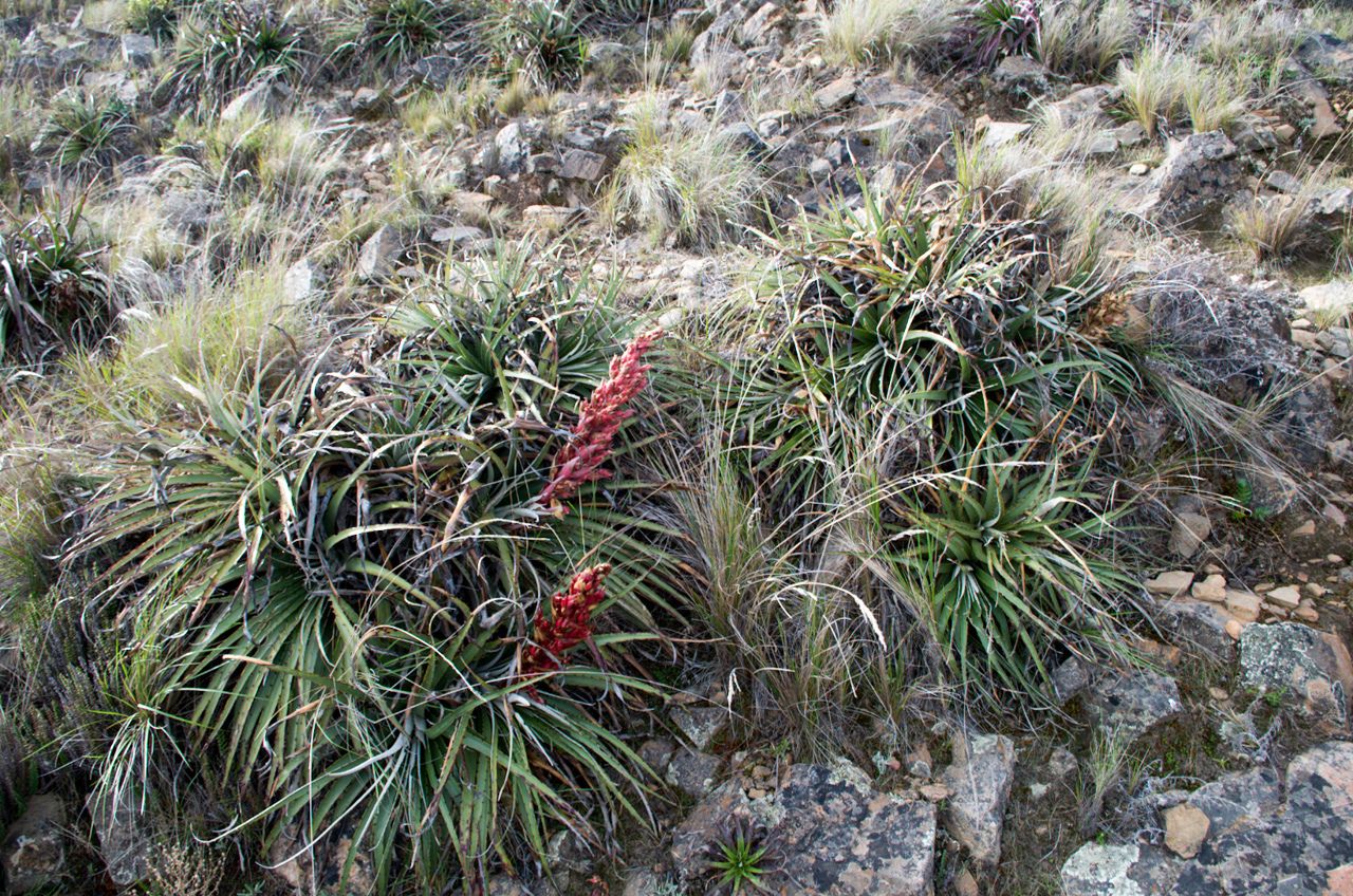 Puya dyckioides (Baker) Mez
