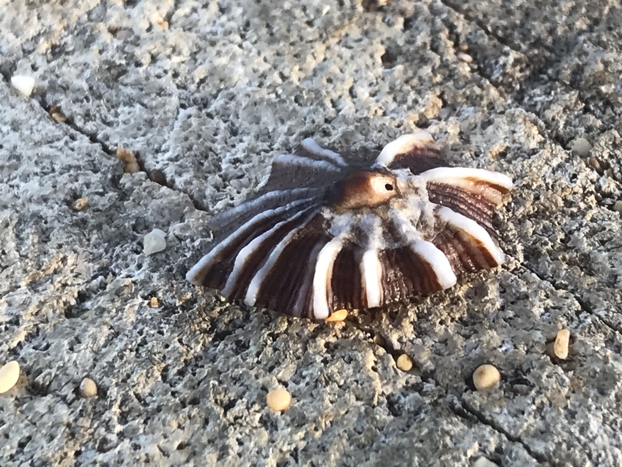 Siphonaria normalis A.Gould, 1846