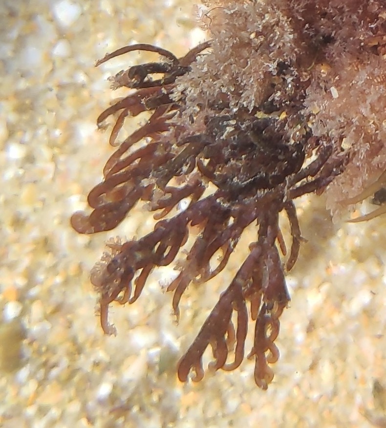 Halopithys incurvus (Huds.) Batters