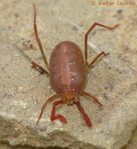 Erythraeus (Putnam County Site Observations - non-Insect Arthropods ...